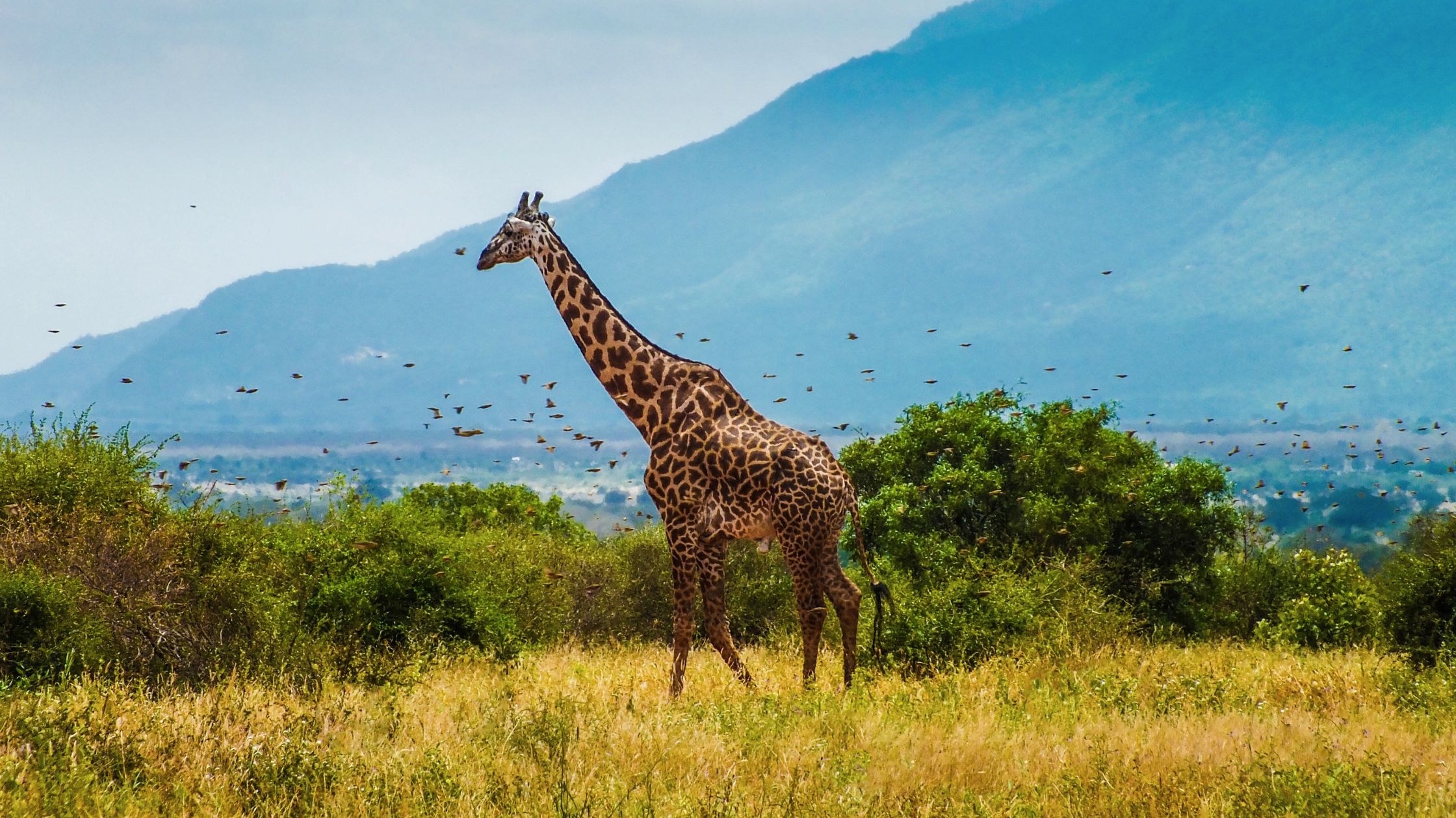 Fairatmos and African Carbon Partners Sign MoU to Explore Pilot Carbon ...